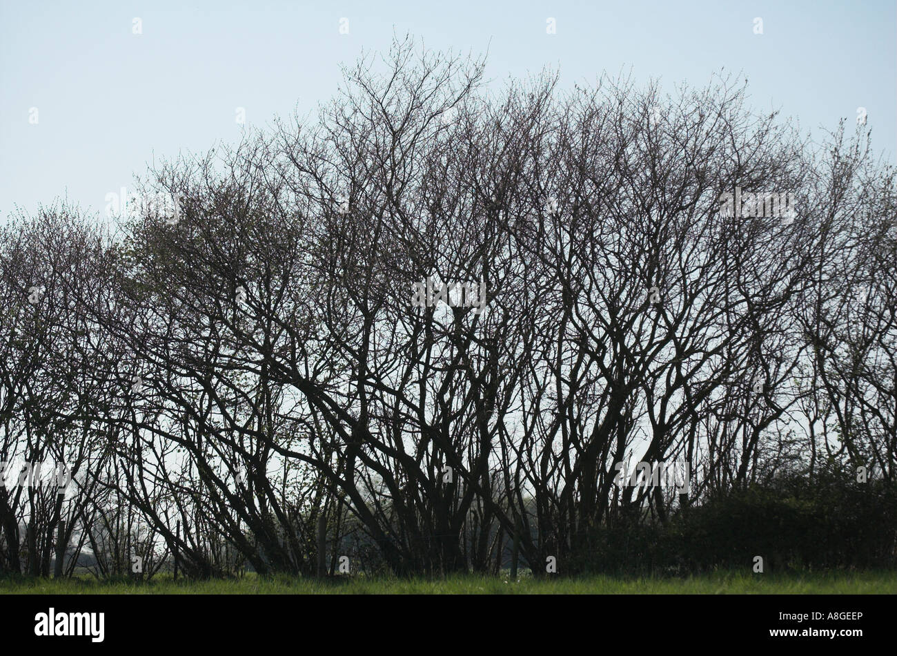 Entwined trees hi-res stock photography and images - Alamy