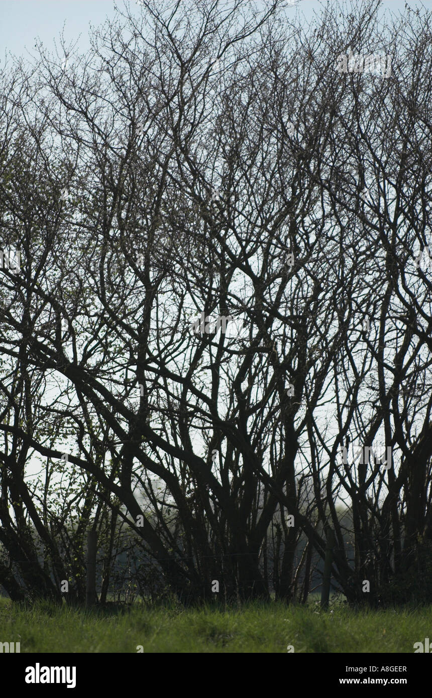 Trees in hedgerow Stock Photo - Alamy