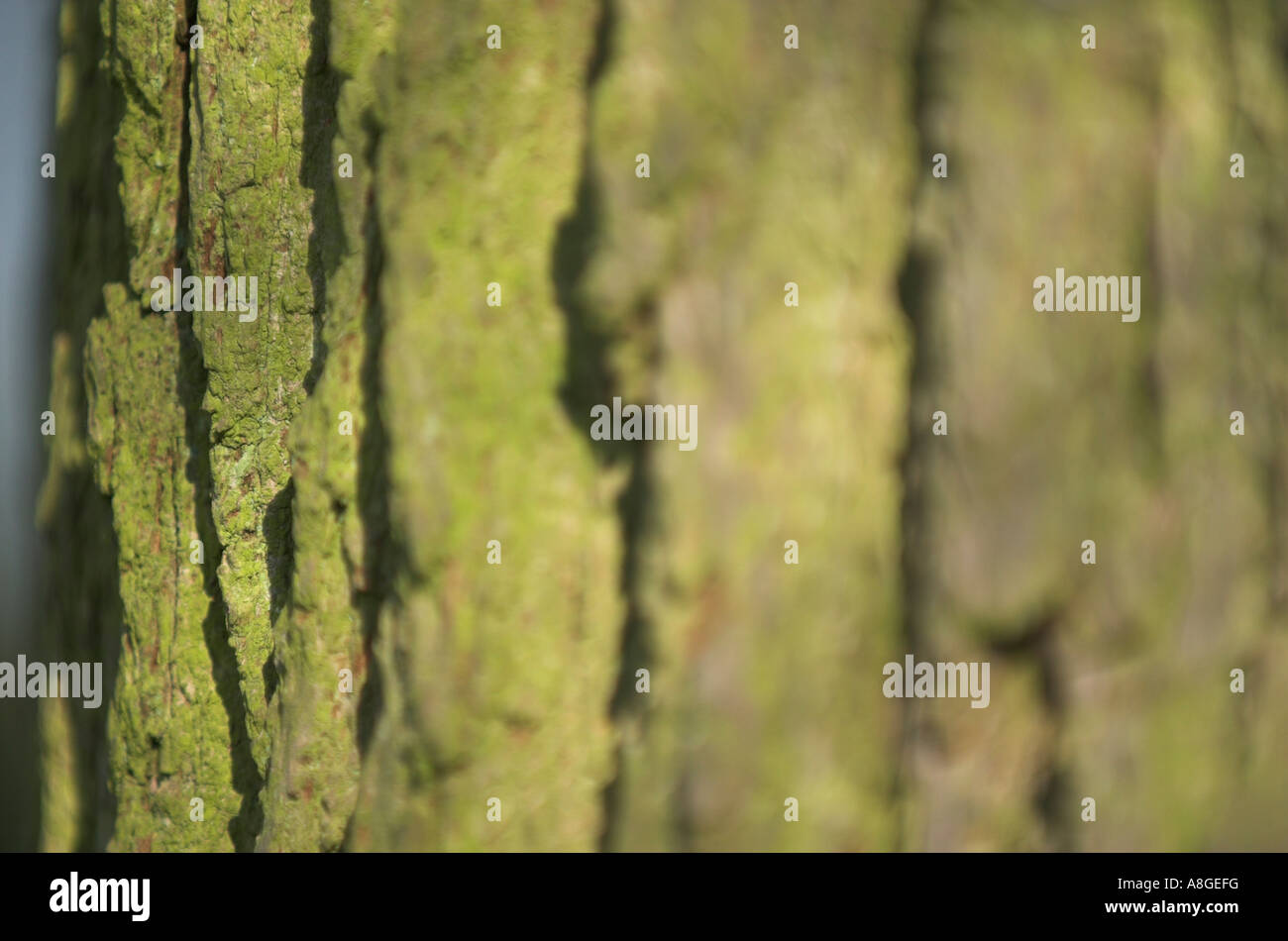 Oak tree bark (Quercus rober Stock Photo - Alamy