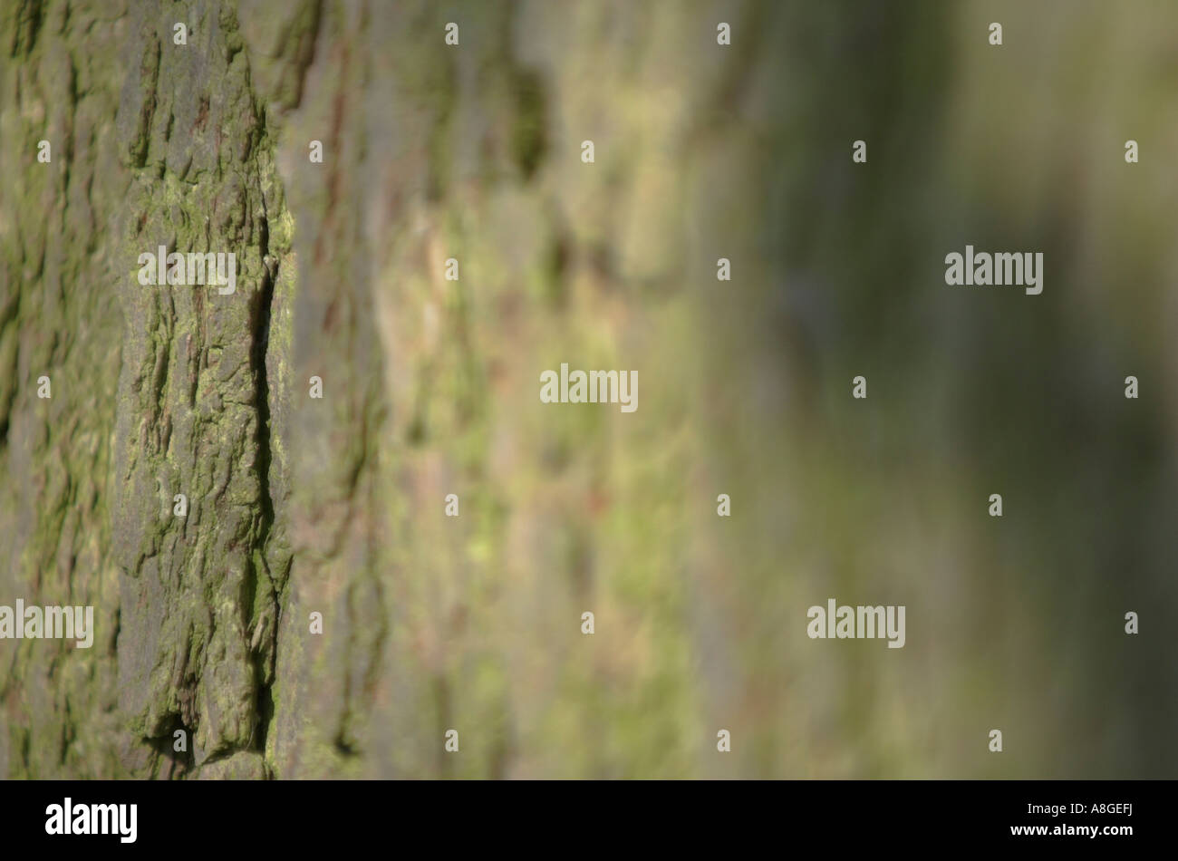Oak tree bark (Quercus rober Stock Photo - Alamy