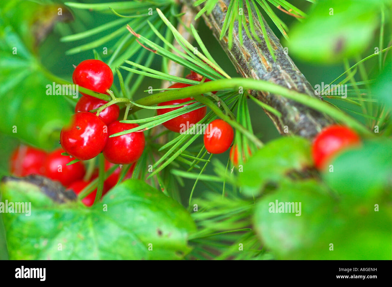 Black bryony (Tamus communis Stock Photo - Alamy