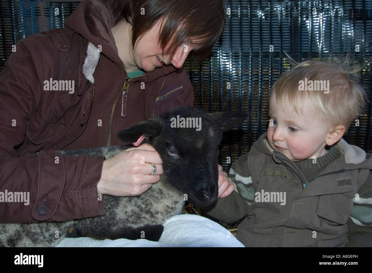 Mother and toddler feeding lamb Stock Photo - Alamy