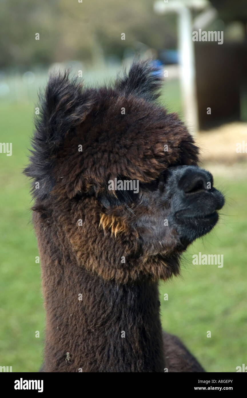 1375dsc hi-res stock photography and images - Alamy