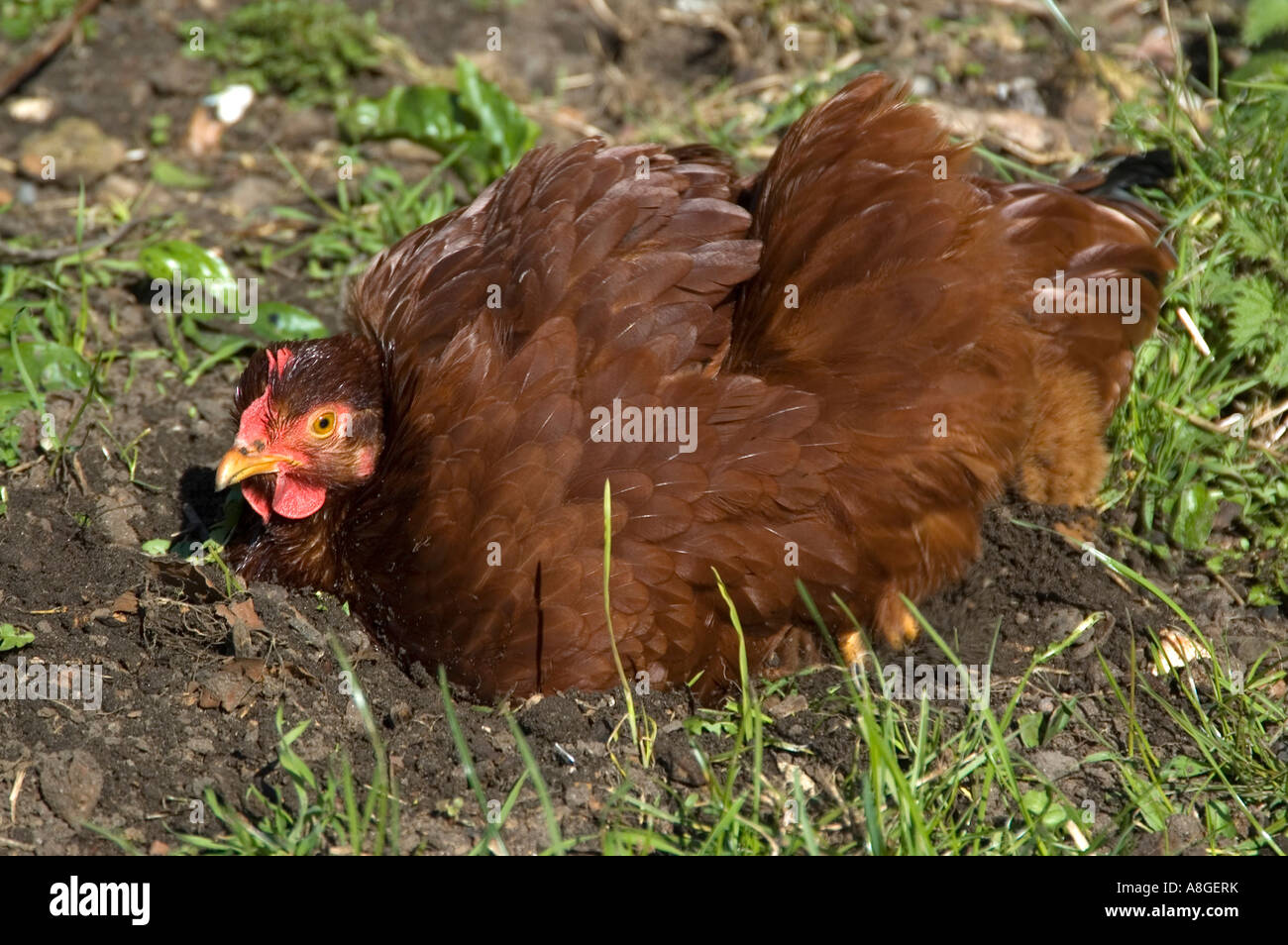 1381dsc hi-res stock photography and images - Alamy