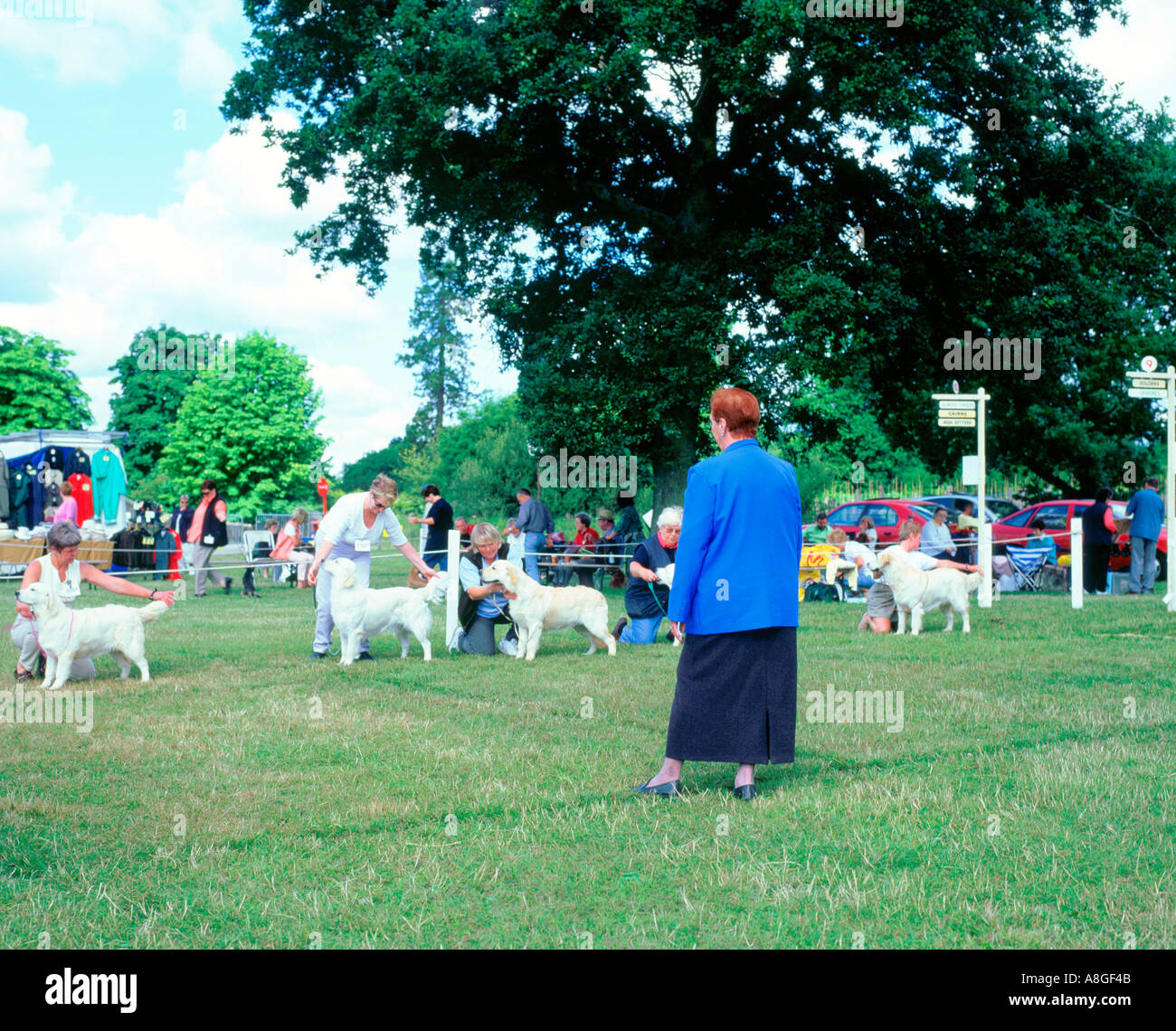 Judging Dog Show Stock Photo - Alamy