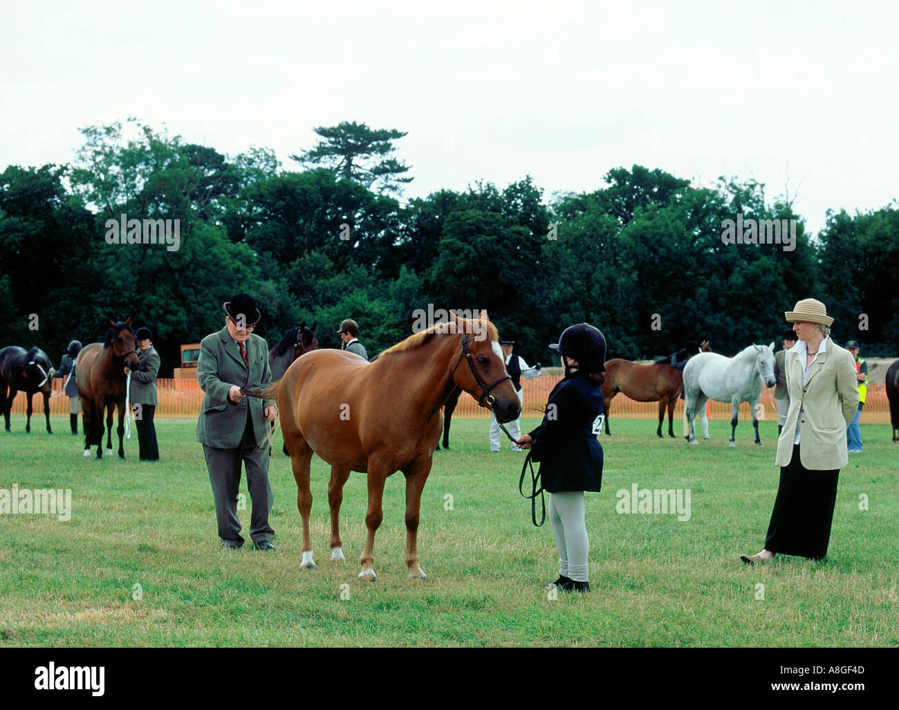 Judge examining horse pony Stock Photo - Alamy