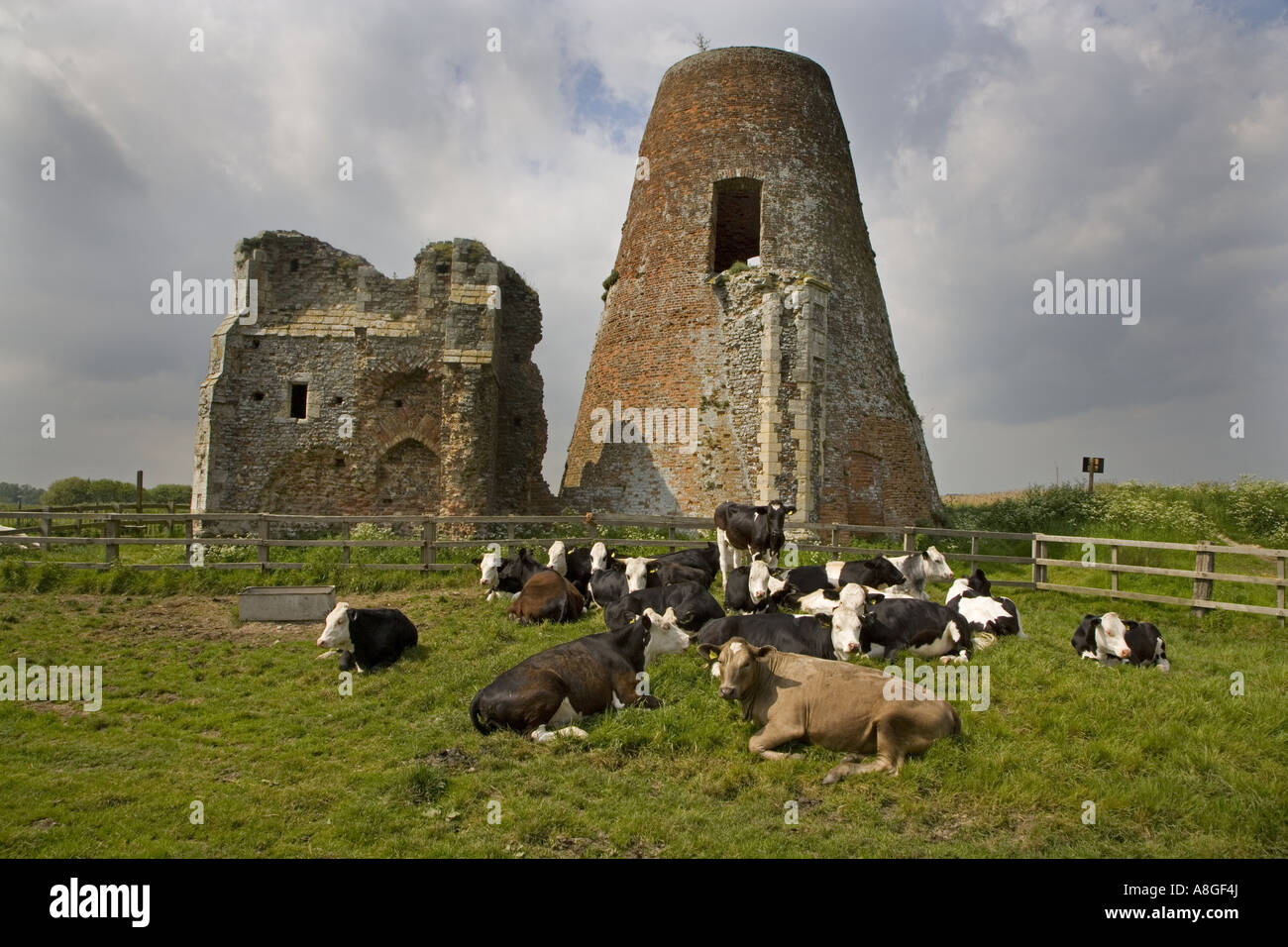 friesian cattle St Benet's Abbey Norfolk Broads May Stock Photo - Alamy