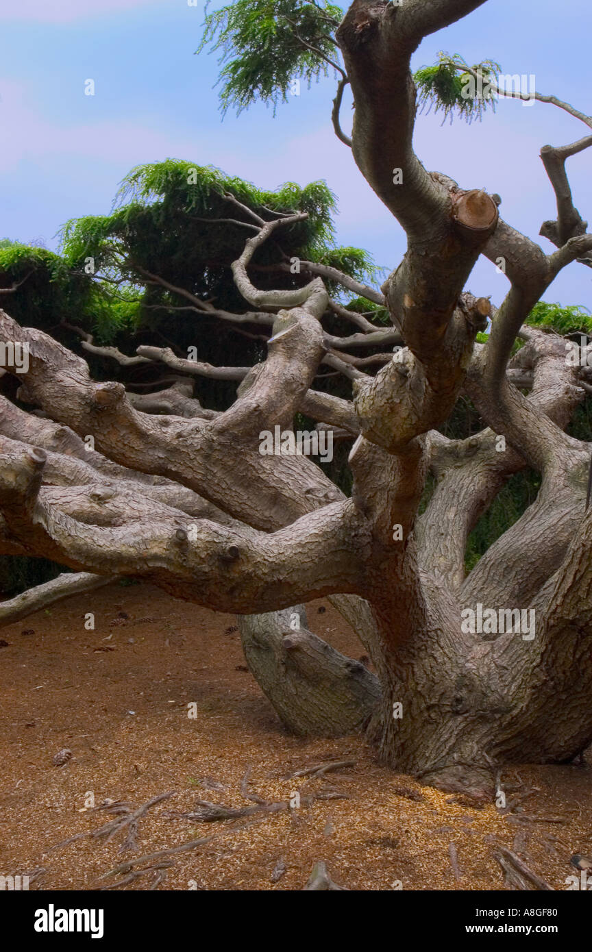 Tsuga canadensis tree hi-res stock photography and images - Alamy