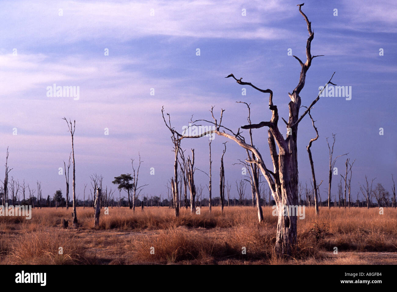 Elephant Deforestation Okovango Delta Botswana Stock Photo - Alamy
