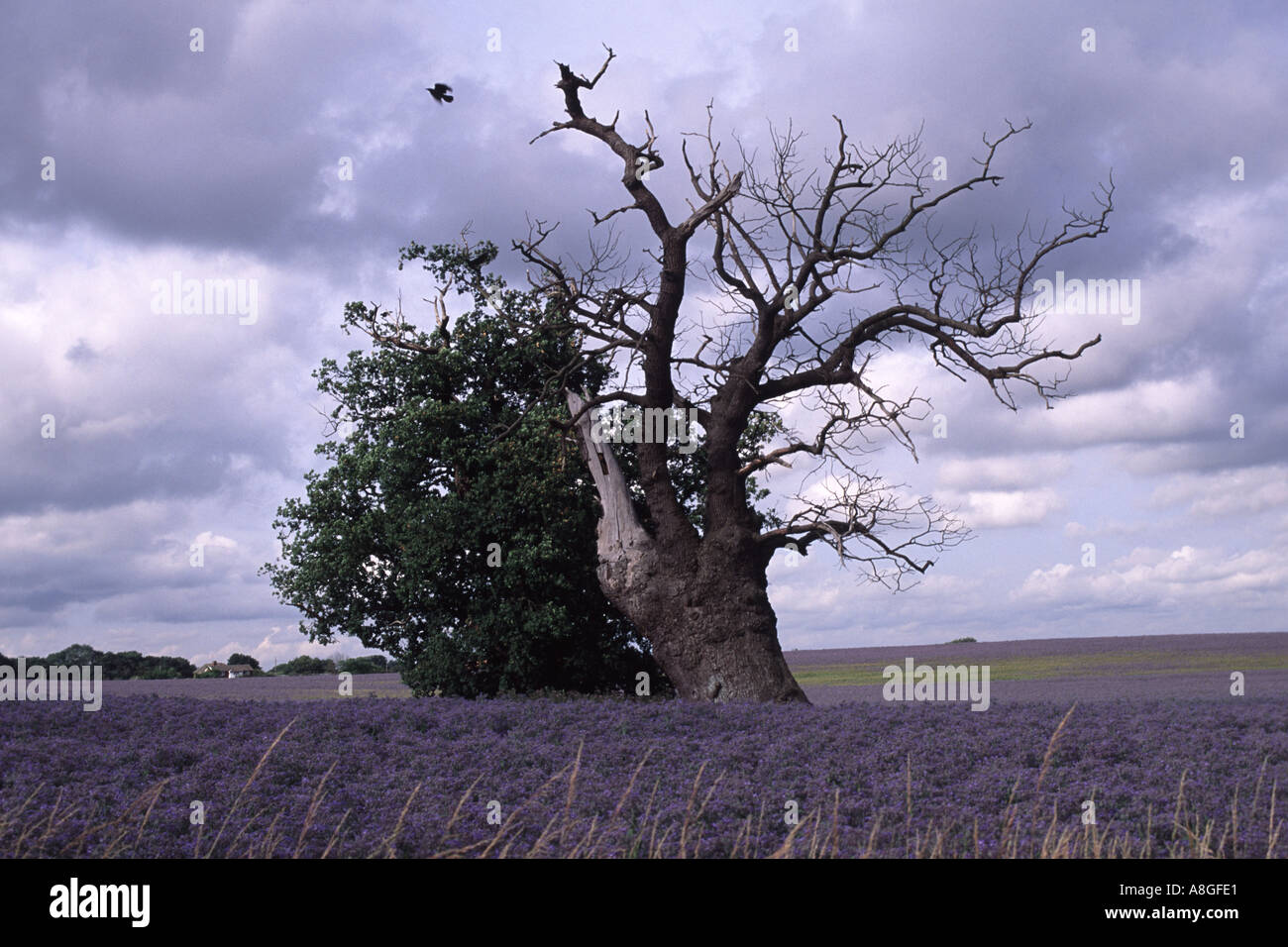 Dead Tree and Alive Tree Stock Photo - Alamy