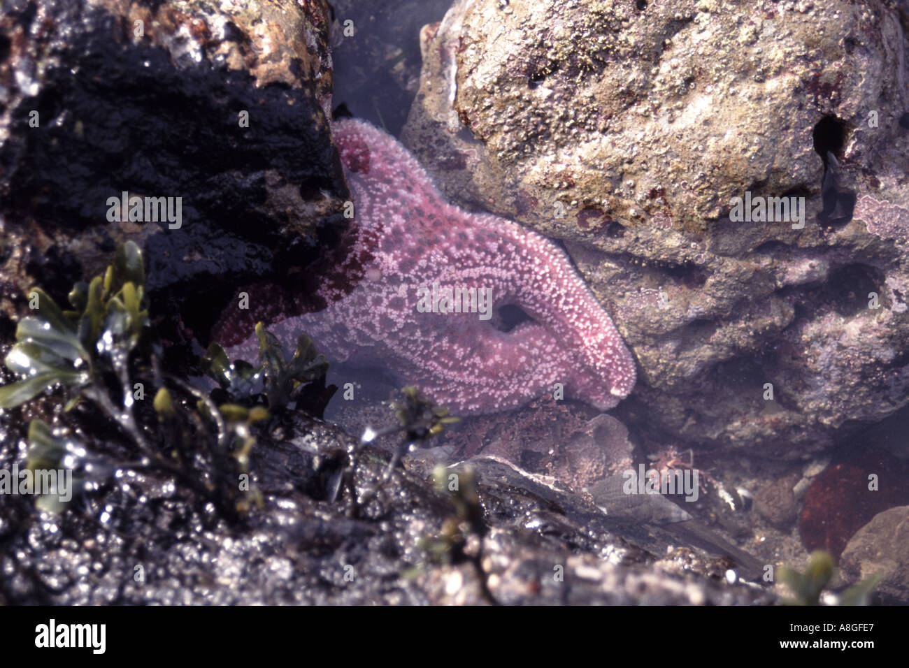 Rockpool creatures hi-res stock photography and images - Alamy