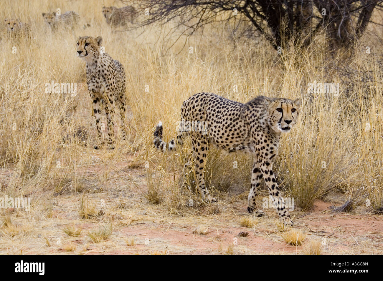 Cheetah at Africat, Namibia Stock Photo - Alamy