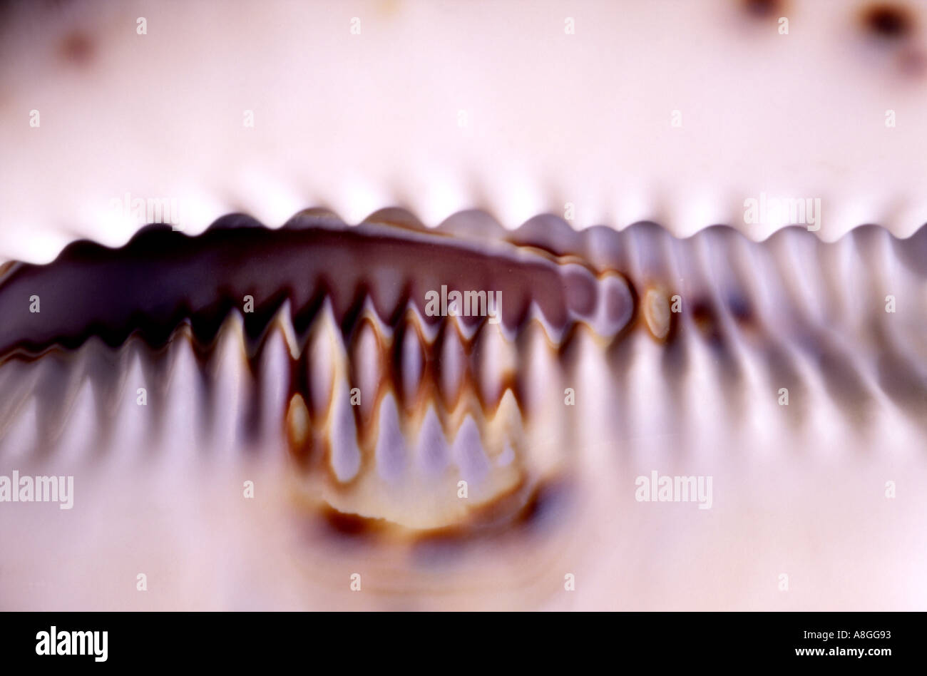 Shot in nt hi-res stock photography and images - Alamy