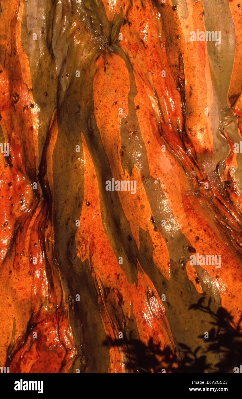 Abstract of snow gum Eucalyptus pauciflora bark Kosciuszko Region New ...