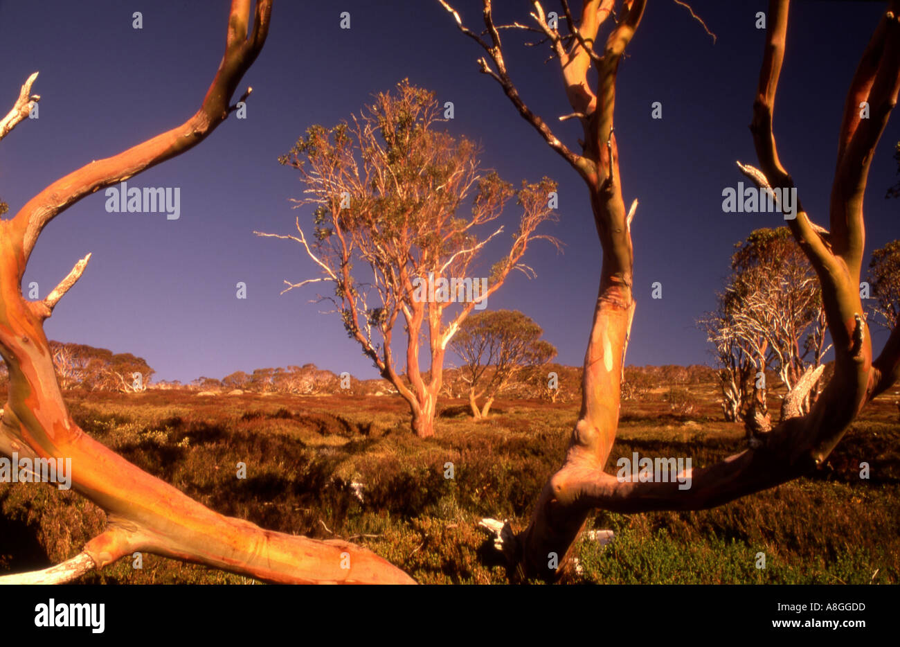 Snow gums Eucalyptus pauciflora Kosciuszko Region New South Wales ...
