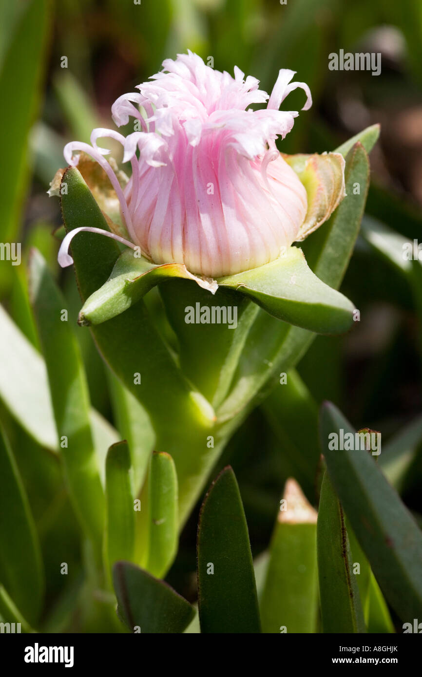 Succulent Reyes Point Flower Stock Photo - Alamy