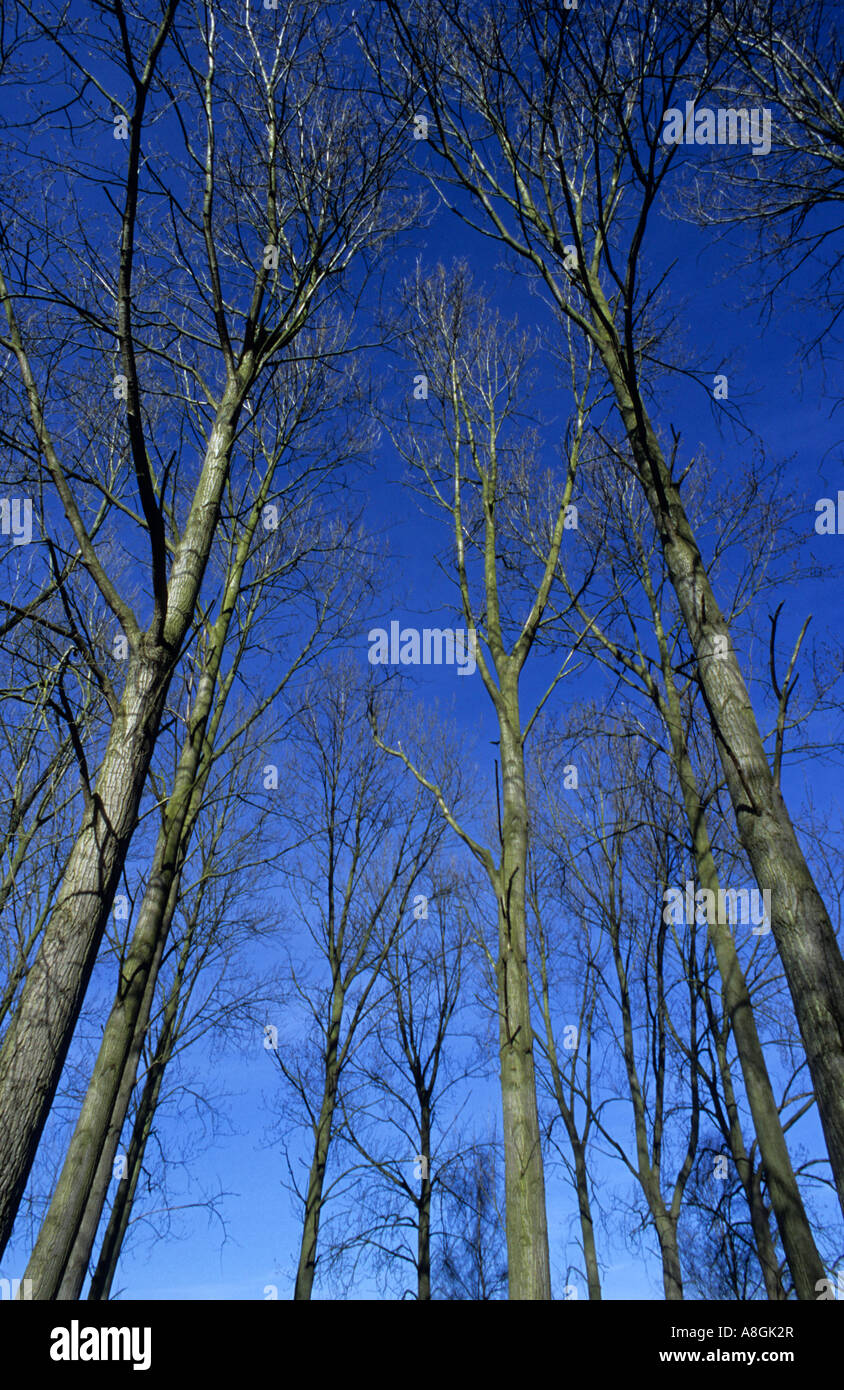 Poplar Trees At Beccles Common in Suffolk Uk Stock Photo - Alamy