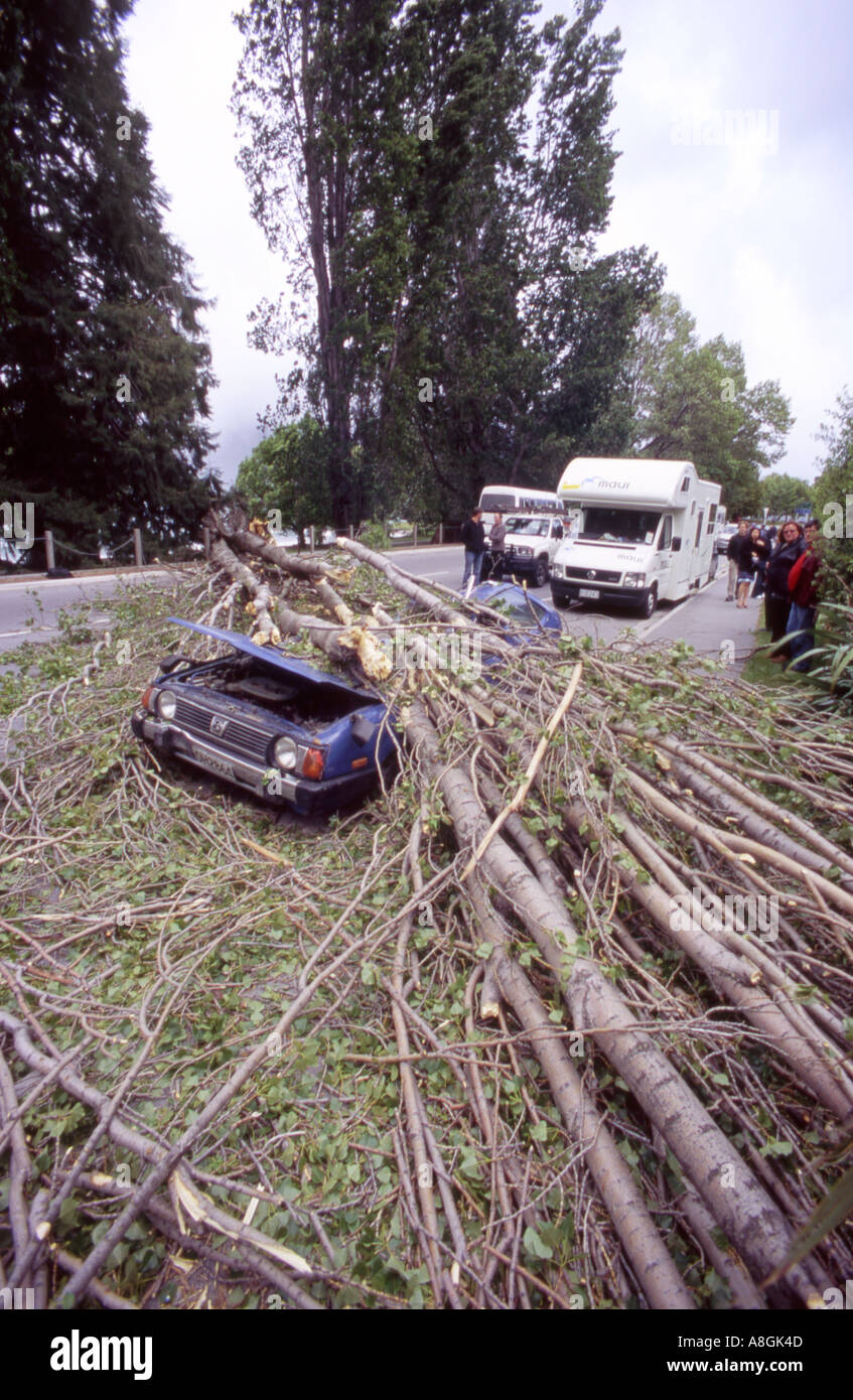 Car crushed falling tree in hi-res stock photography and images - Alamy