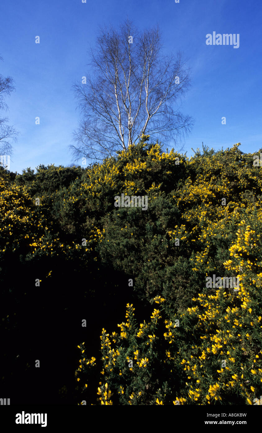 Ulex europaeus common gorse hi-res stock photography and images - Alamy