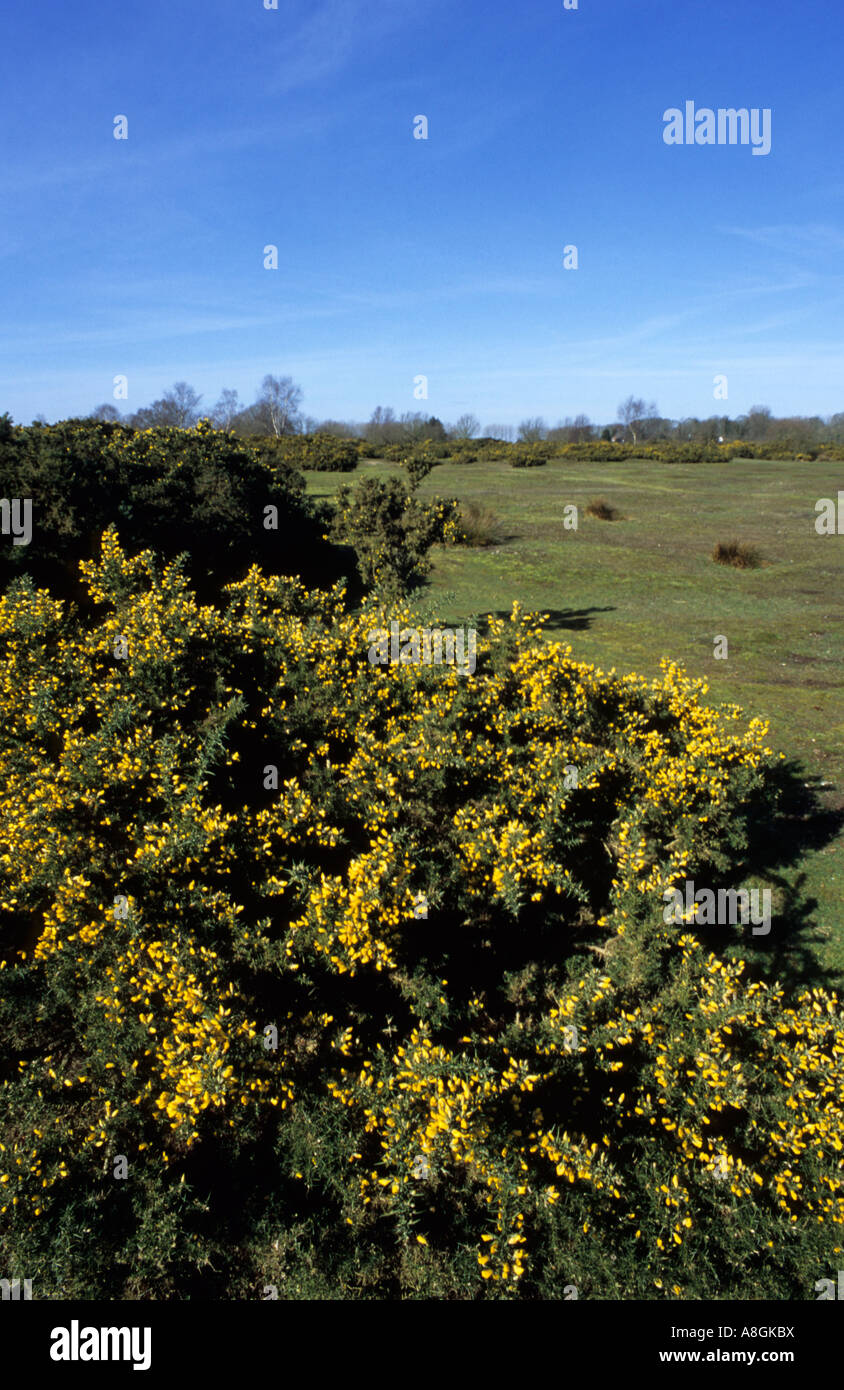 Common Gorse (Ulex europaeus) At Beccles Common in Suffolk Uk Stock ...