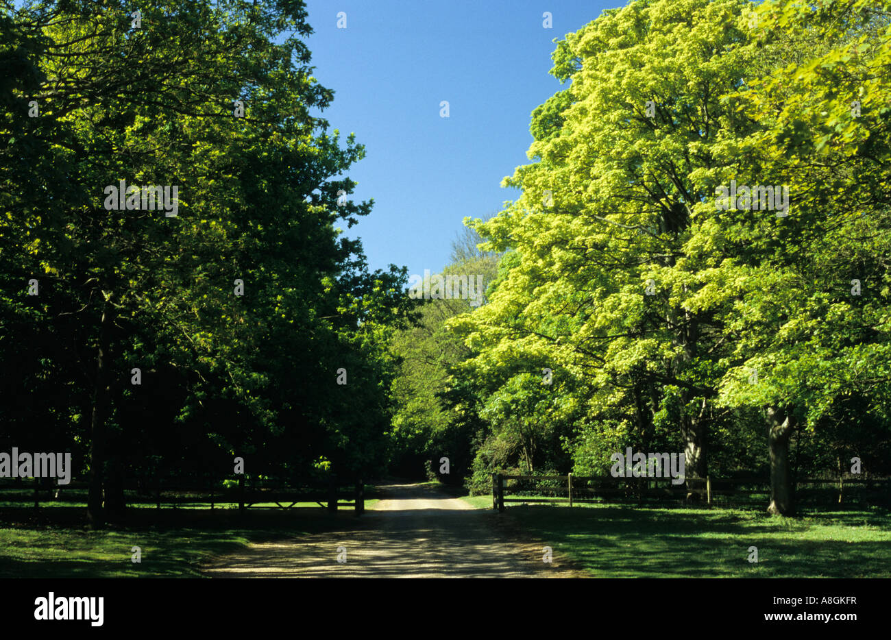 Benacre Hall Drive In Spring in Suffolk in the uk Stock Photo - Alamy