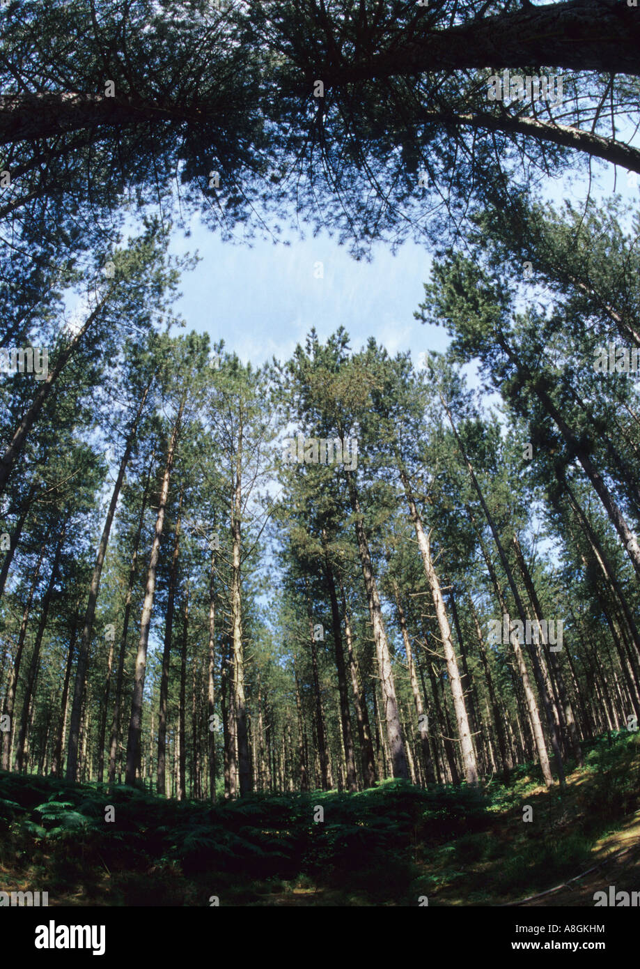 Fisheye view of forest hi-res stock photography and images - Alamy