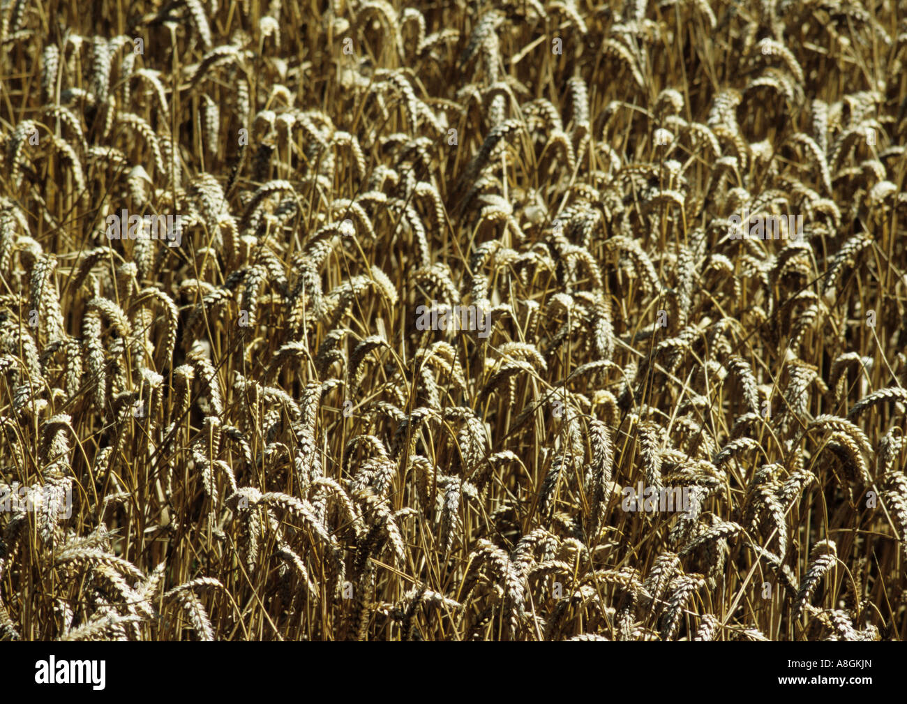 Corn Field in Suffolk in the uk Stock Photo - Alamy