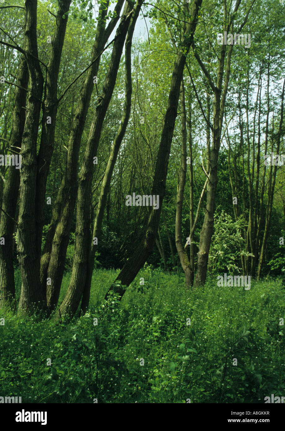 Trees In Spring in Suffolk in the uk Stock Photo - Alamy