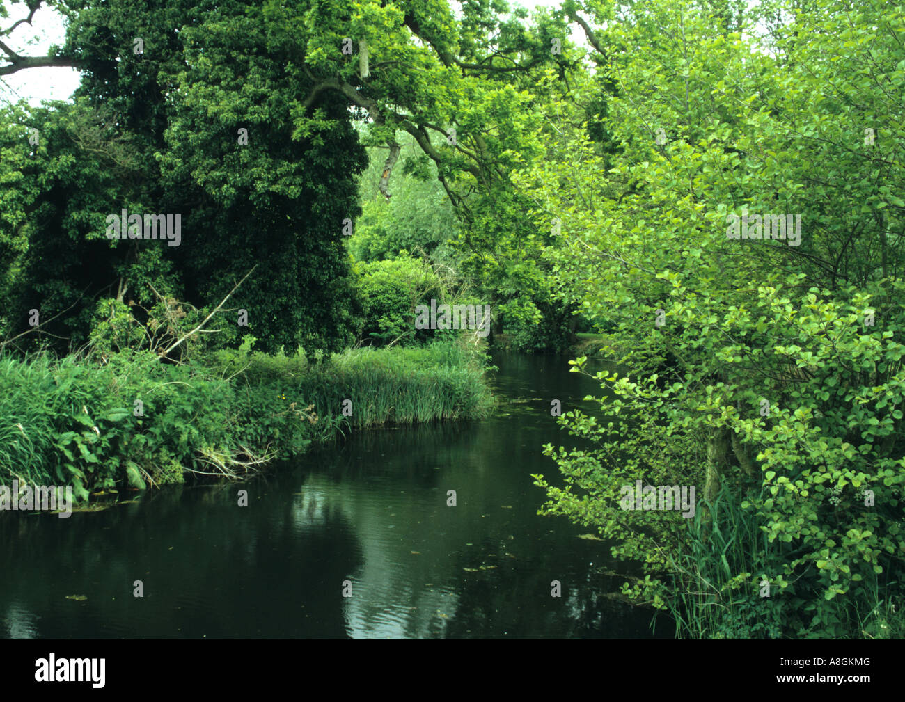 River And Trees in Suffolk in the uk Stock Photo - Alamy