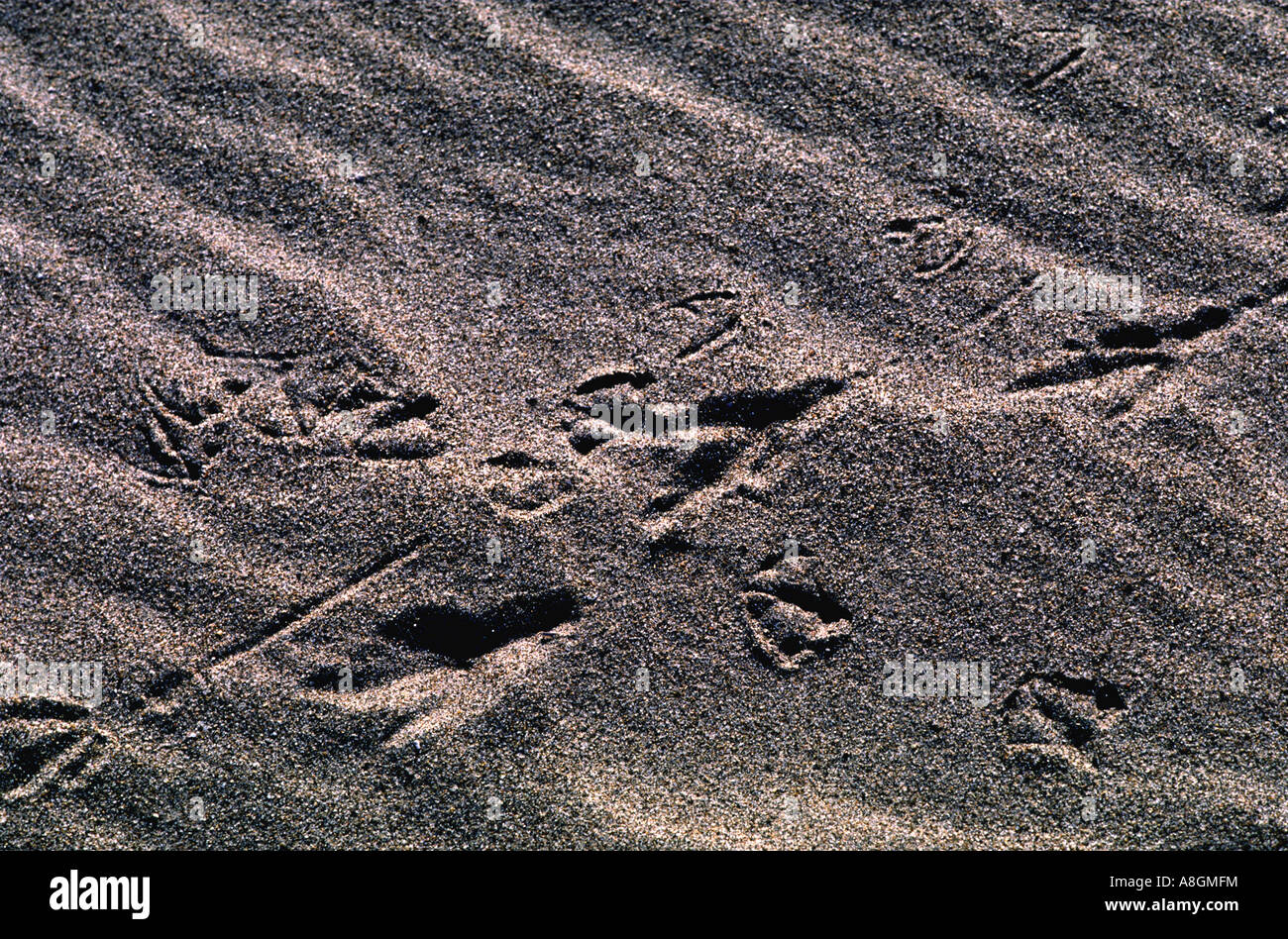 Animal tracks sand hi-res stock photography and images - Alamy