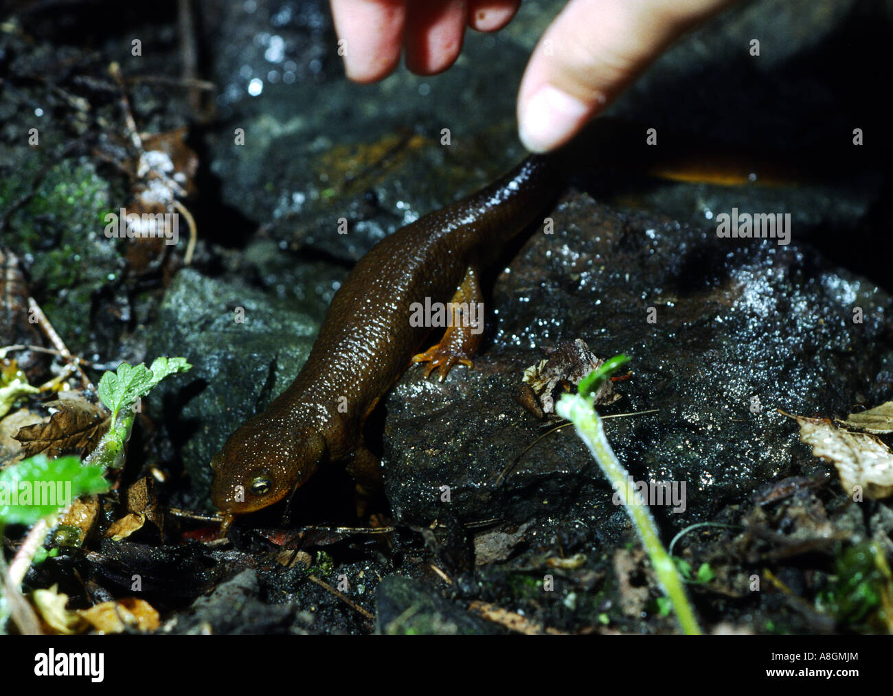 North american newt hi-res stock photography and images - Alamy