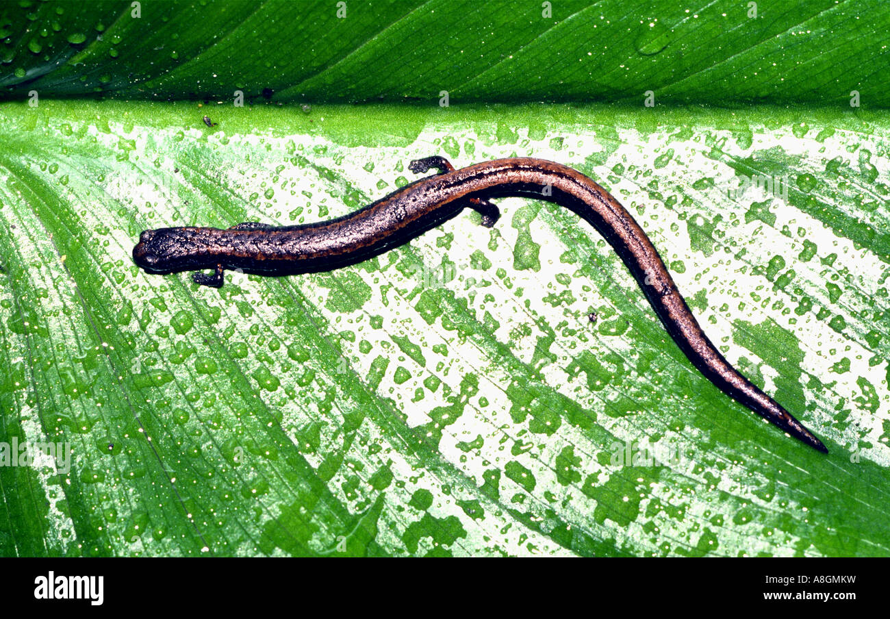 Garden Slender Salamander