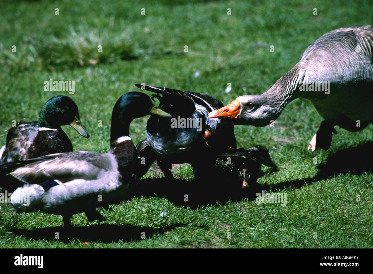 Duck duck goose hi-res stock photography and images - Alamy