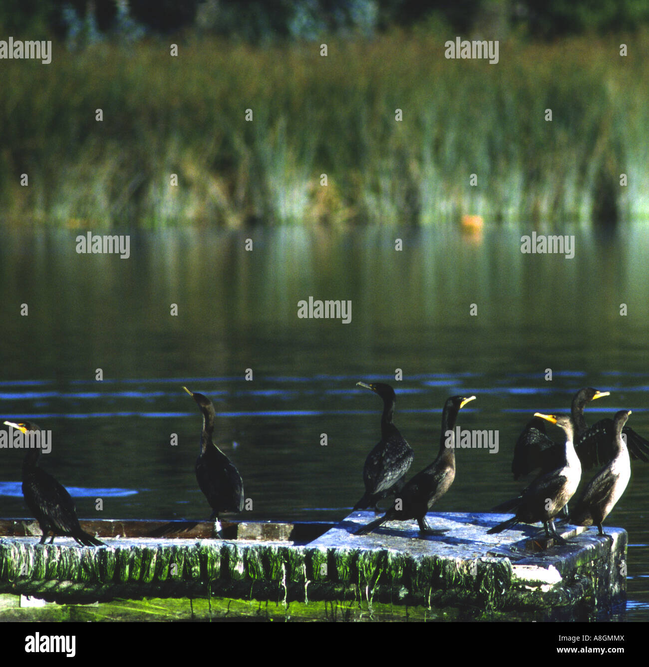 Phalacrocoracidae family aquatic birds hi-res stock photography and ...