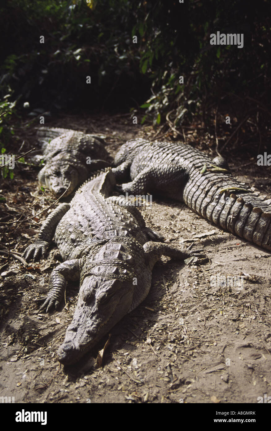 Sleeping crocodile hi-res stock photography and images - Alamy