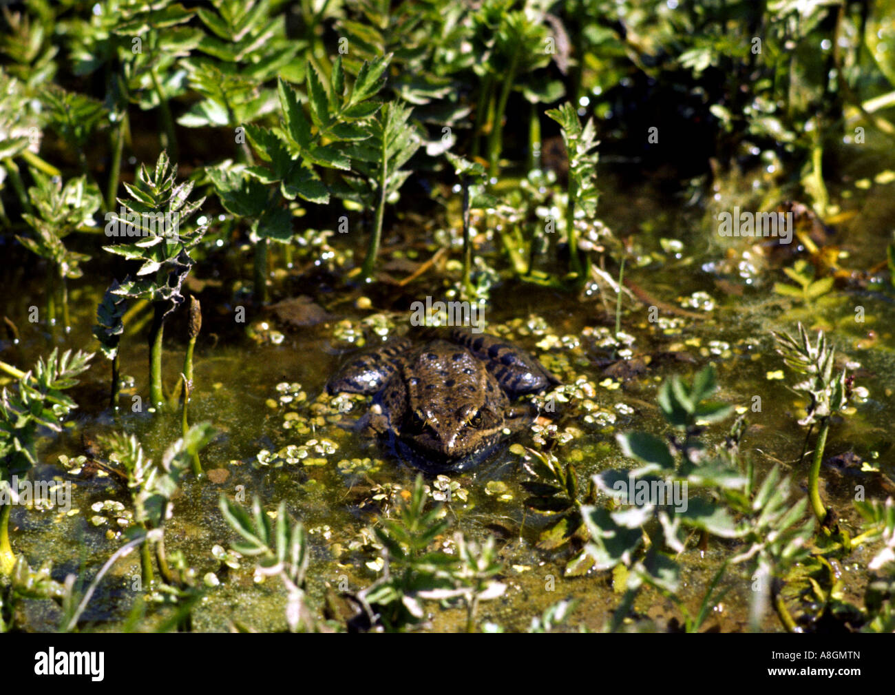 red legged frog Rana aurora in Point Reyes National Seashore Stock ...