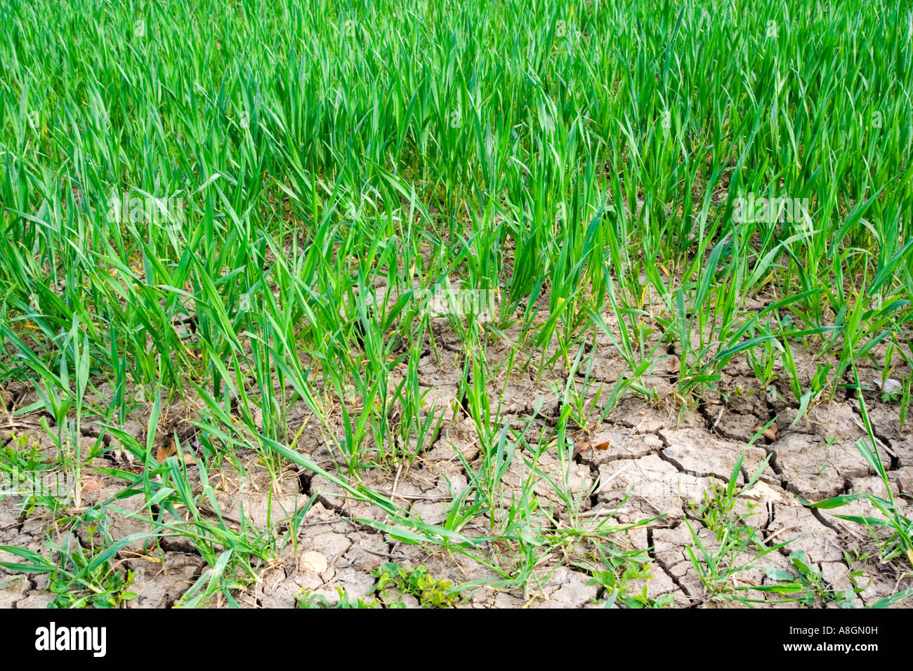 Parched soil uk hi-res stock photography and images - Alamy