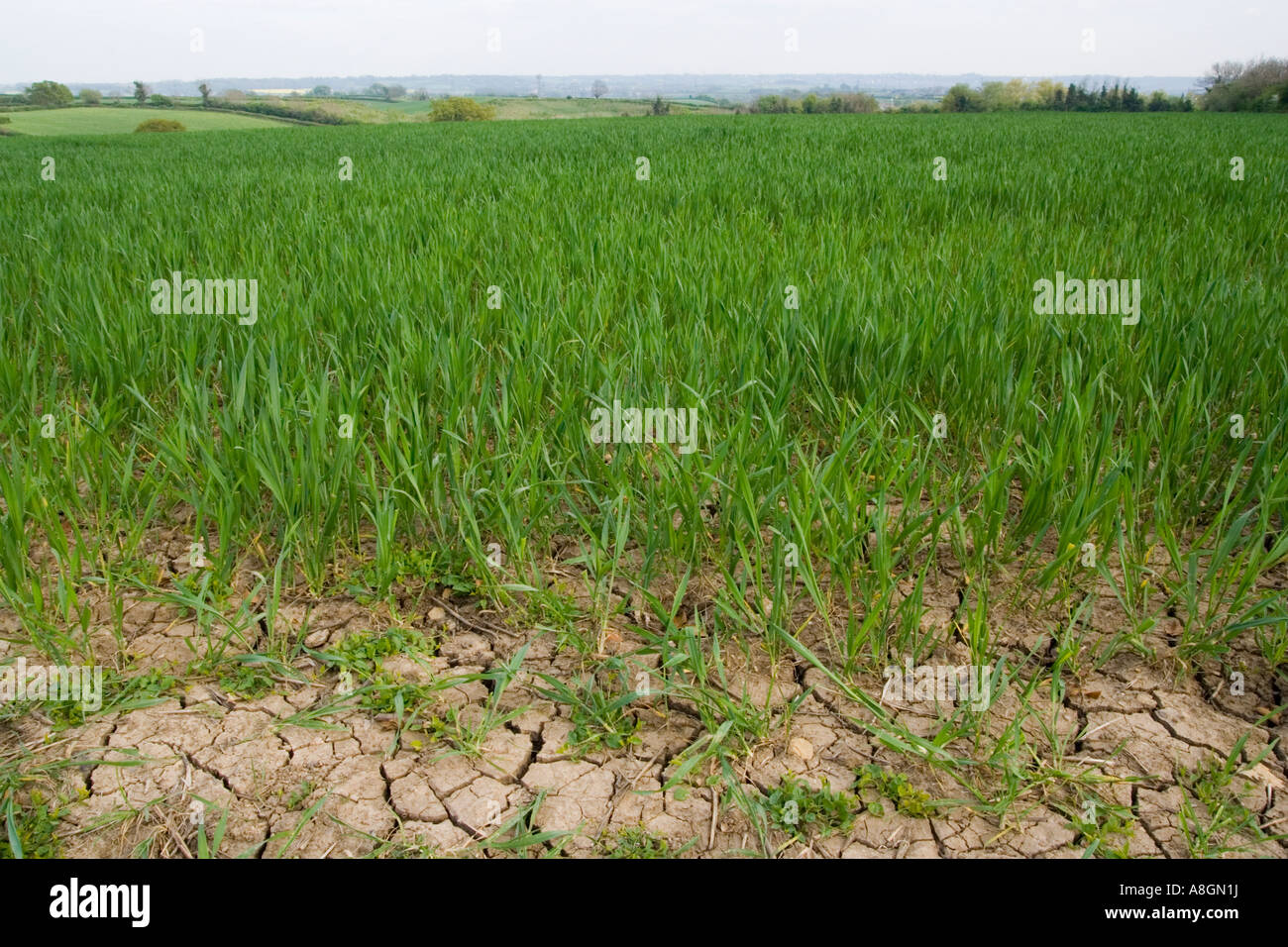Parched soil uk hi-res stock photography and images - Alamy
