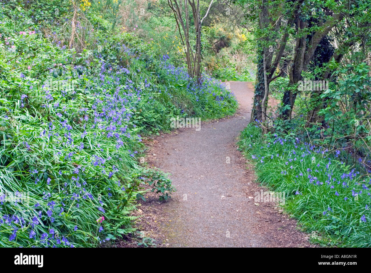 Garden Path with bluebells, The Welsh Wildlife Center, Cilgerran ...