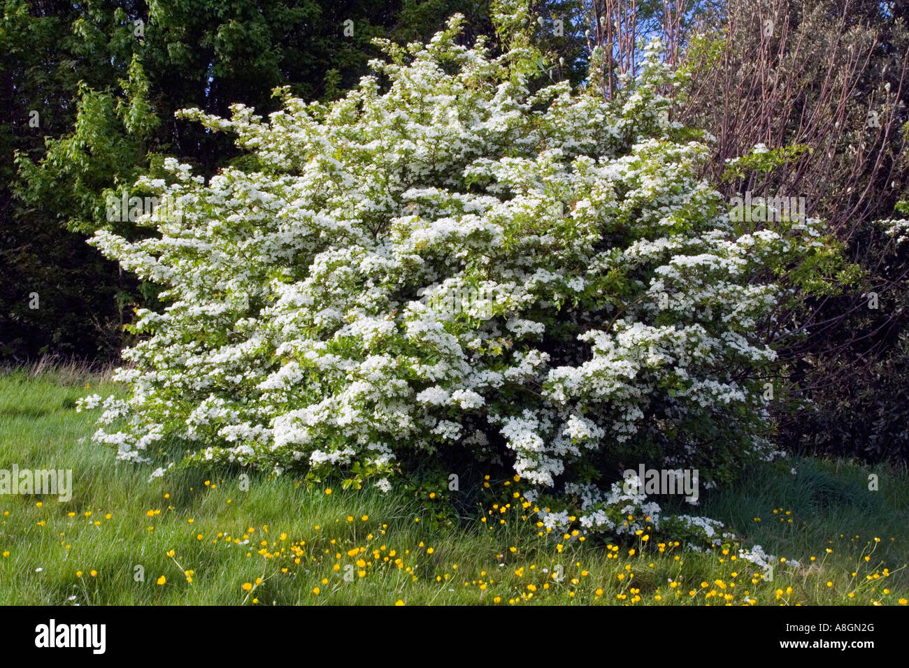 Hawthorn Bush with blossom, (Crategus monogyna), Avon, UK Stock Photo ...