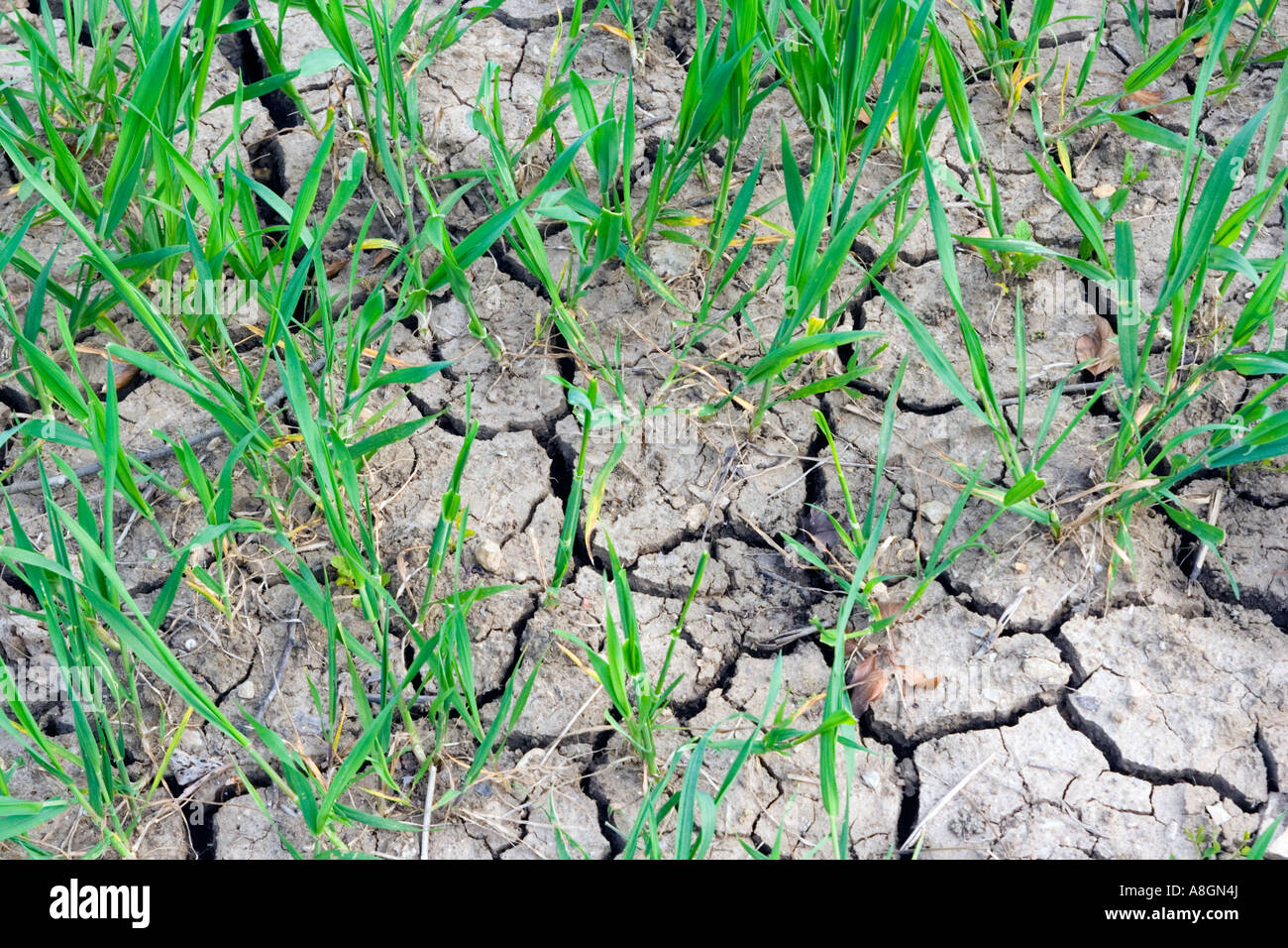 Parched soil uk hi-res stock photography and images - Alamy