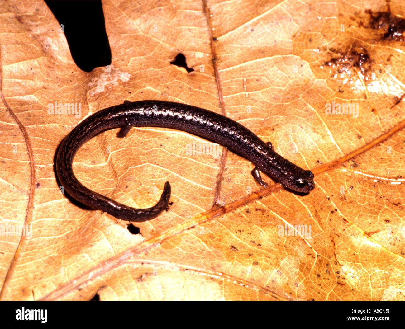 California slender salamander Batrachoseps attenuatus in San Francisco ...
