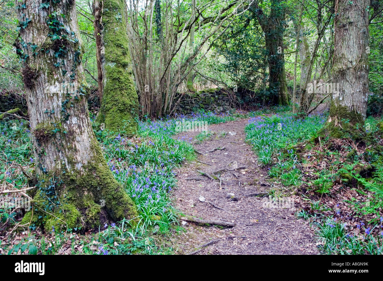Ancient Woodland Ynys-hir, Powys, Wales, UK Stock Photo - Alamy