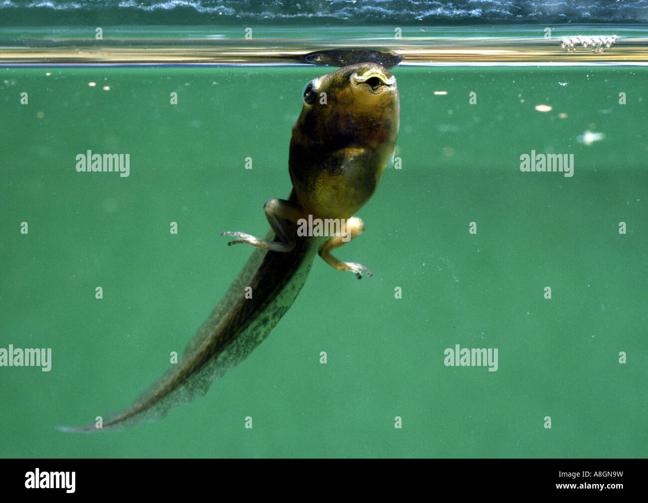 Pacific treefrog Hyla regilla tadpole with developing legs Stock Photo ...