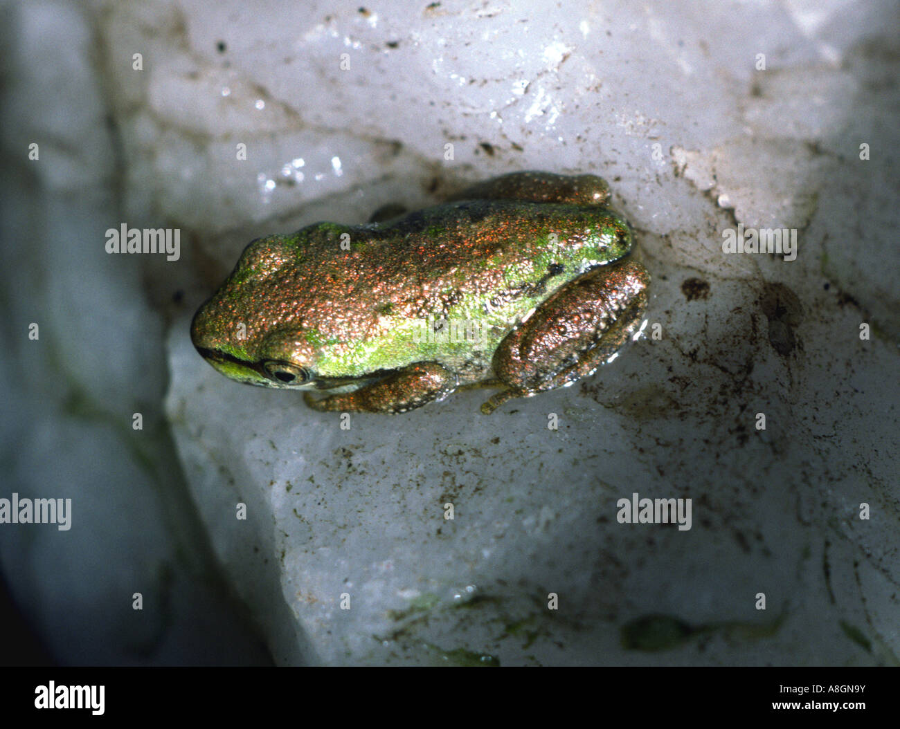 newly transformed Pacific treefrog Hyla regilla in San Francisco ...