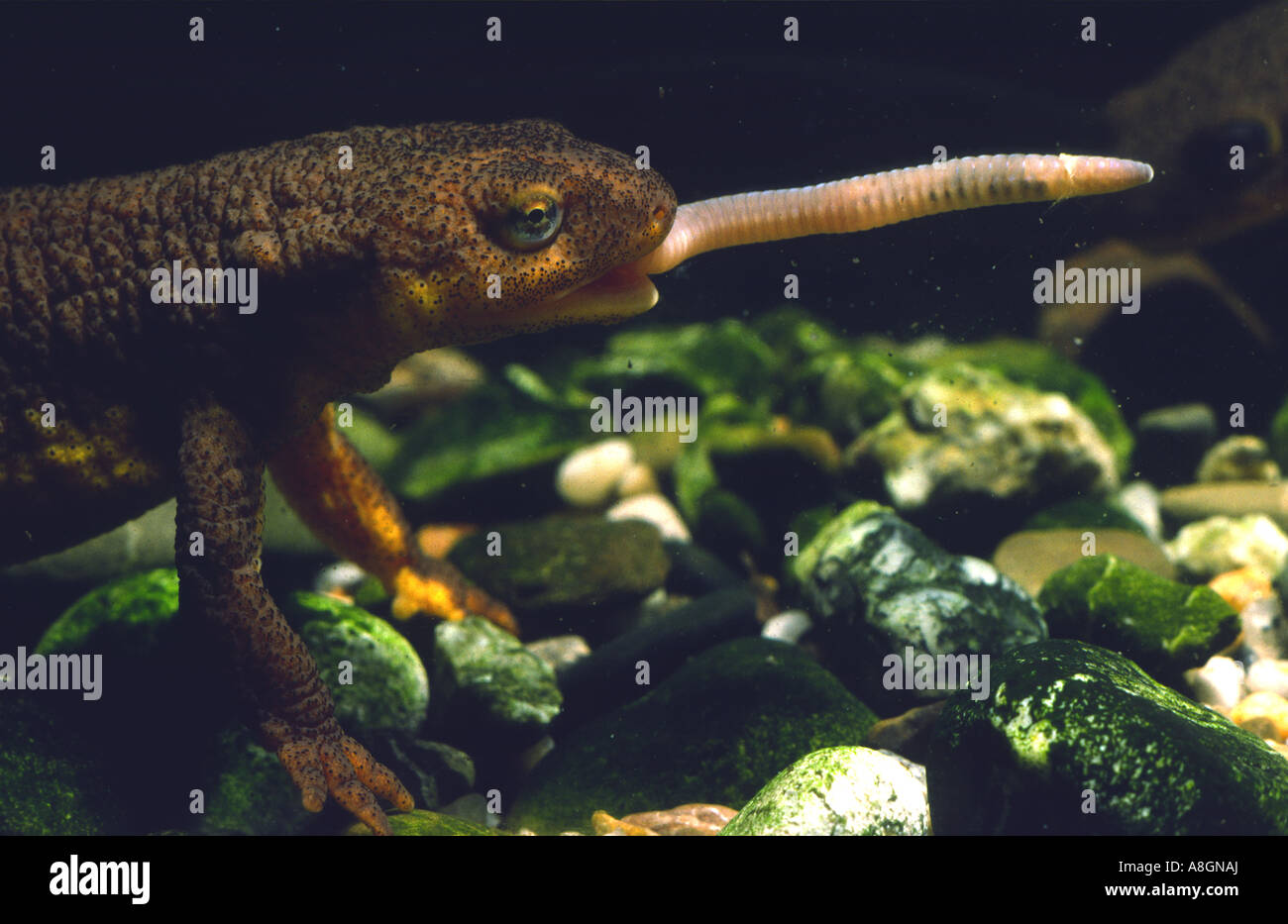 Eating newt hi-res stock photography and images - Alamy