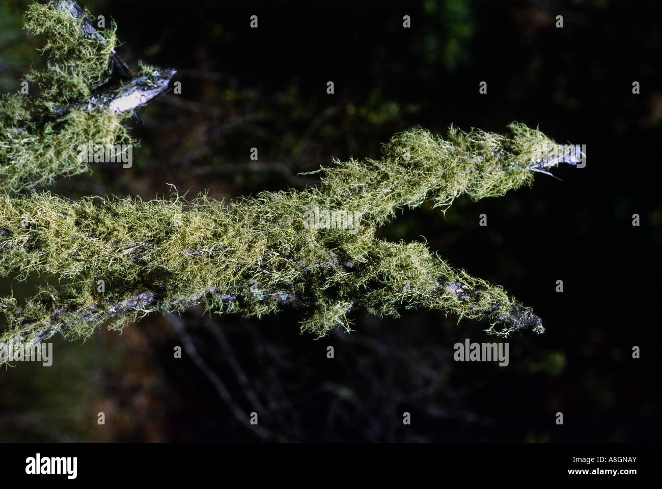 lichens symbiotic fungus alga on tree limb Santa Cruz Mountains ...