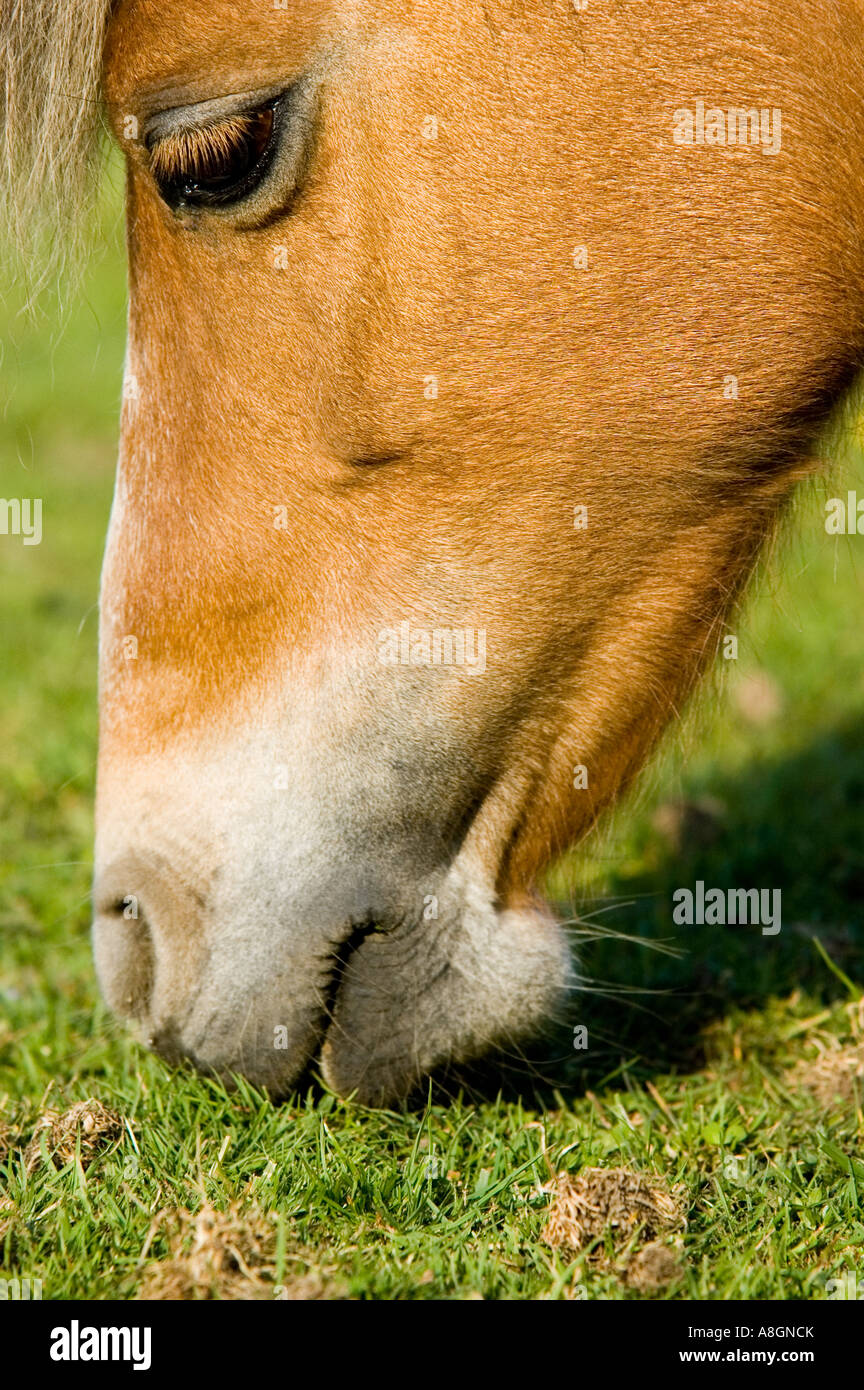 Grass - Eat it ! Stock Photo - Alamy