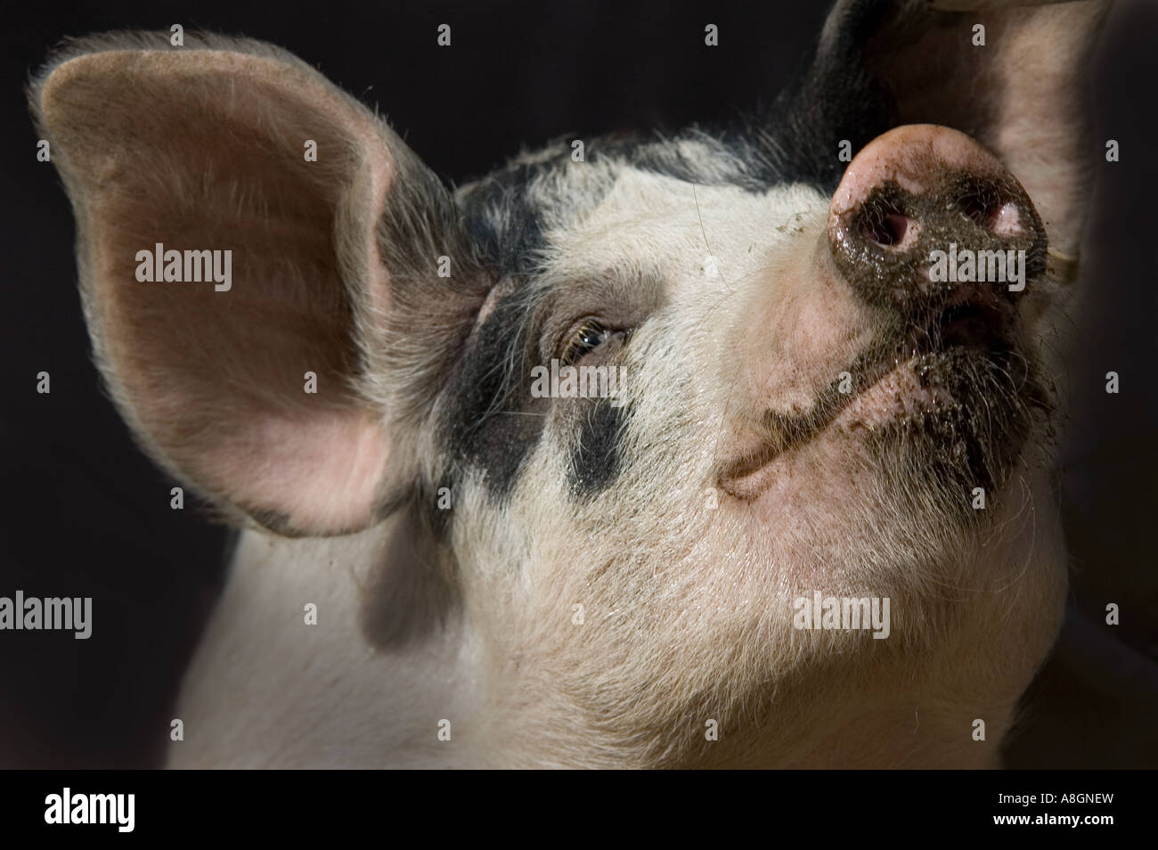 Sniff Sniff - The Pig Stock Photo - Alamy