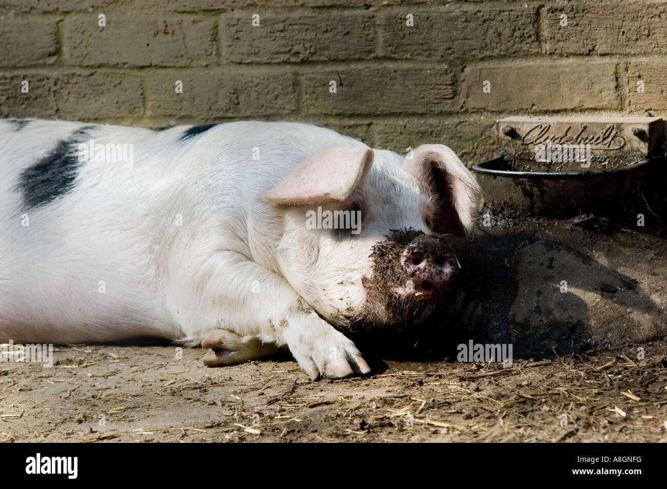 Pigsite hi-res stock photography and images - Alamy